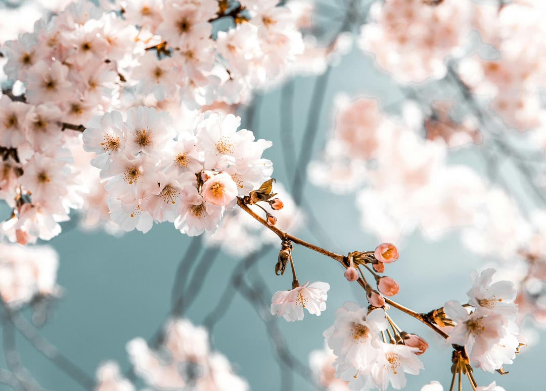 Ancient Art - Chinese Massage - Shop17, Killians Walk - Bendigo | Fresha